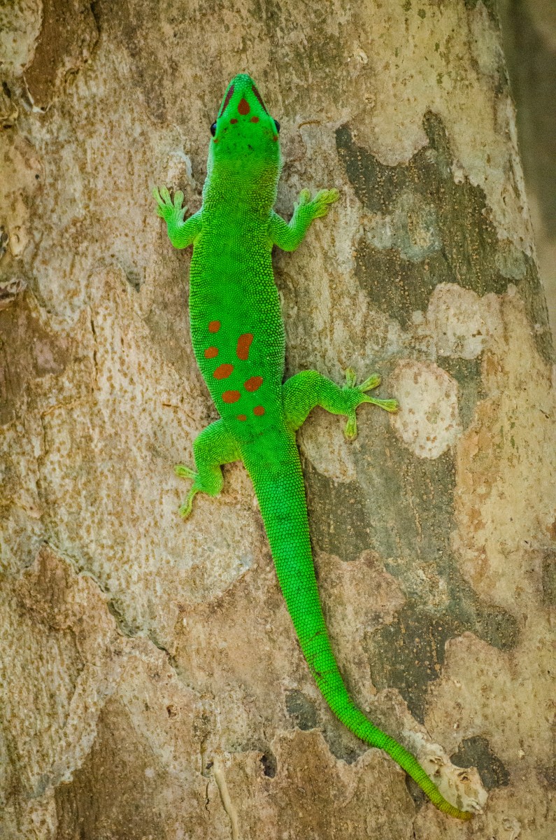 MADAGASCAR: Ankarana National Park – world wandering wonderings